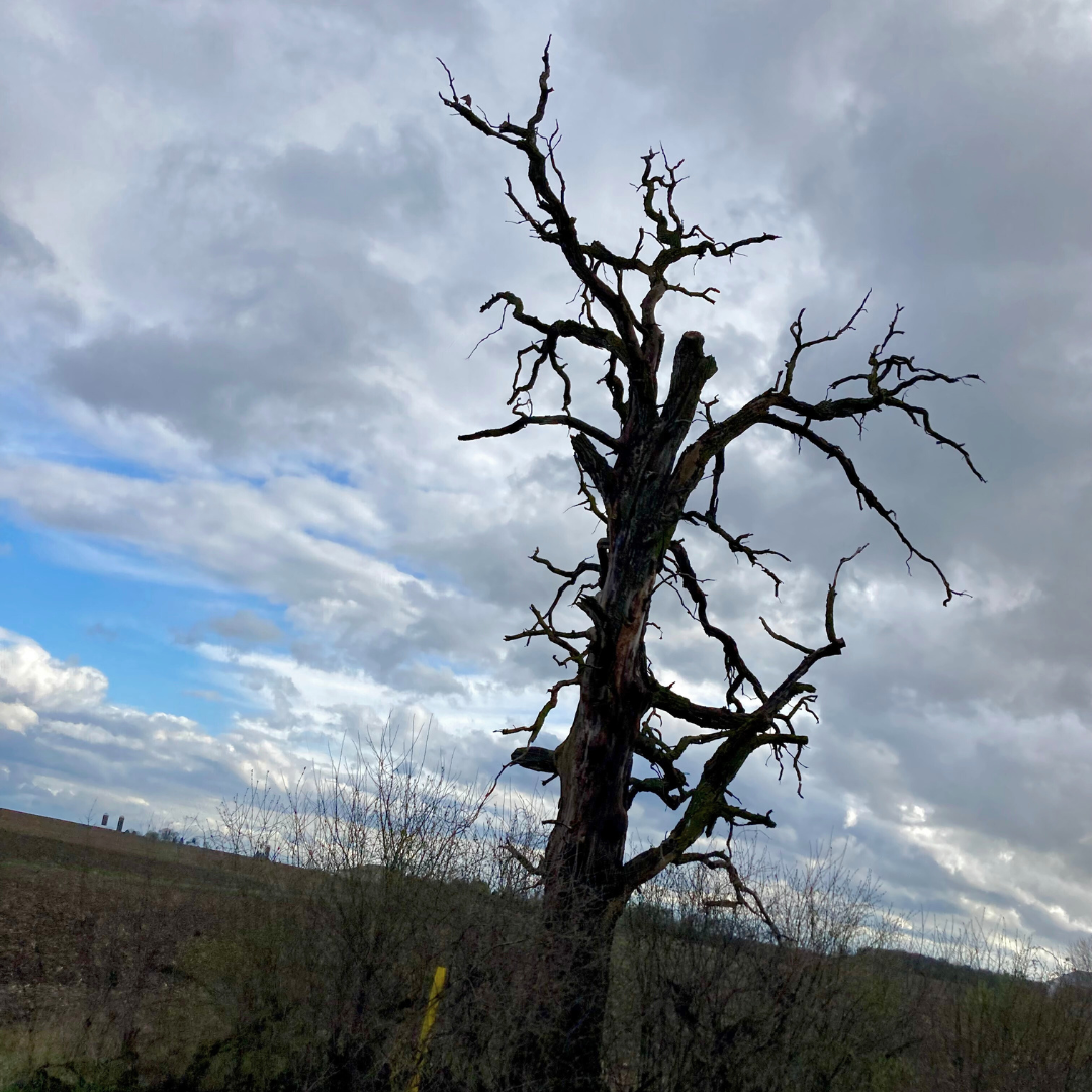 The Melodramatic Tree – Dean Adams Writes